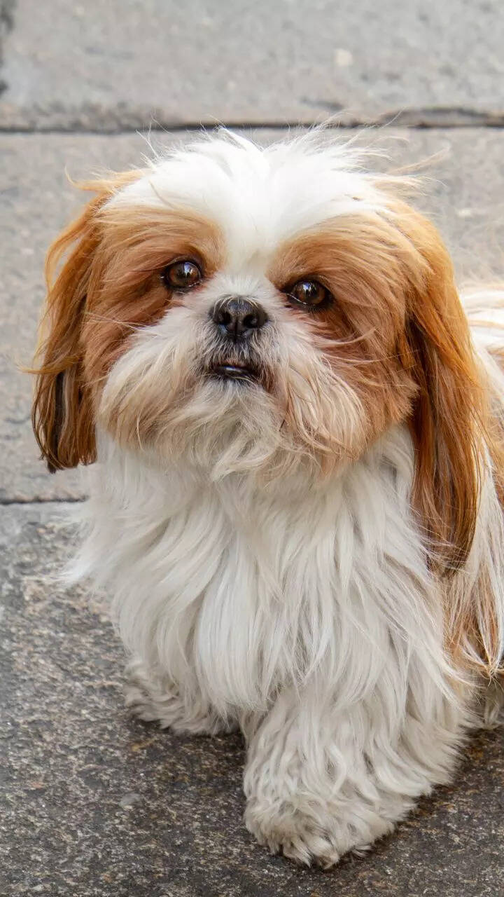 10 small dog breeds perfect for apartment living