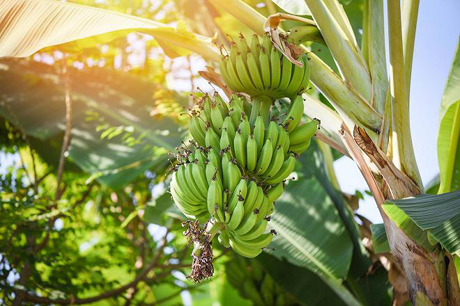 Chiquita approfitta del clima che cambia e porta le sue banane in Sicilia