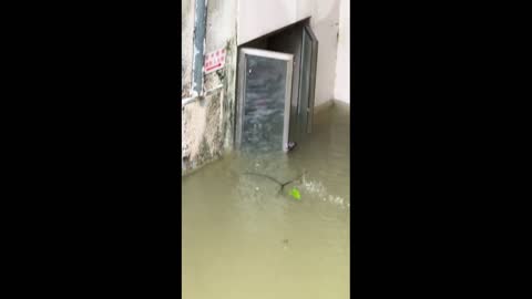 China: Rat Tries to Survive From Flood After Super Typhoon Ragasa in Macau