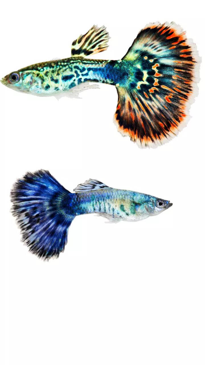 7 easy livebearing freshwater fish for beginners