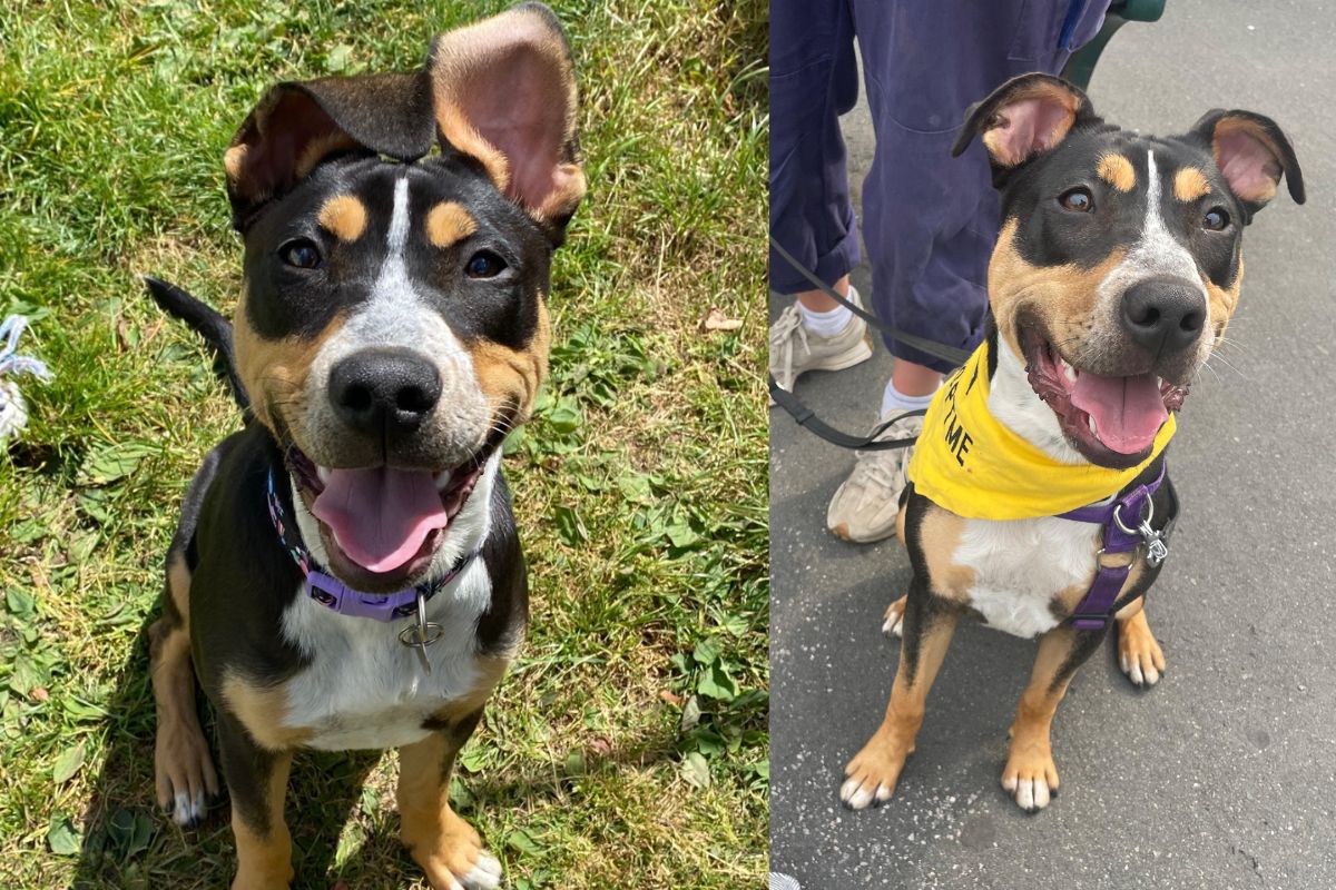 Willow the 'friendliest little soul' is searching for a home after bad ...