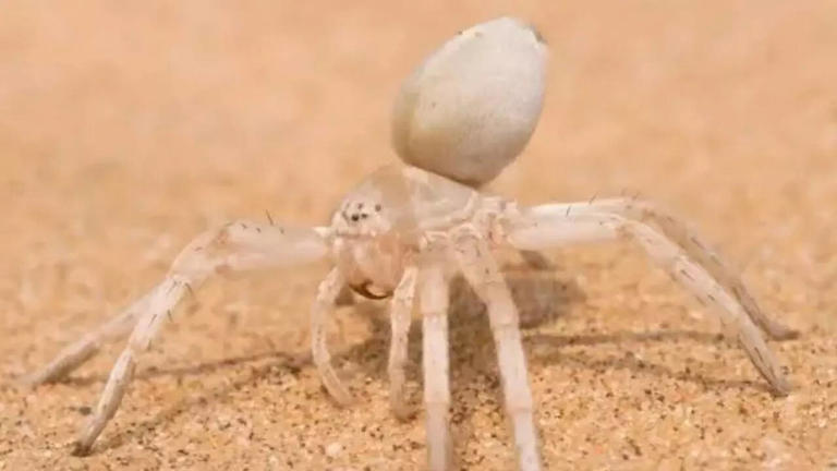 7 animals that curl into a ball for survival and defence