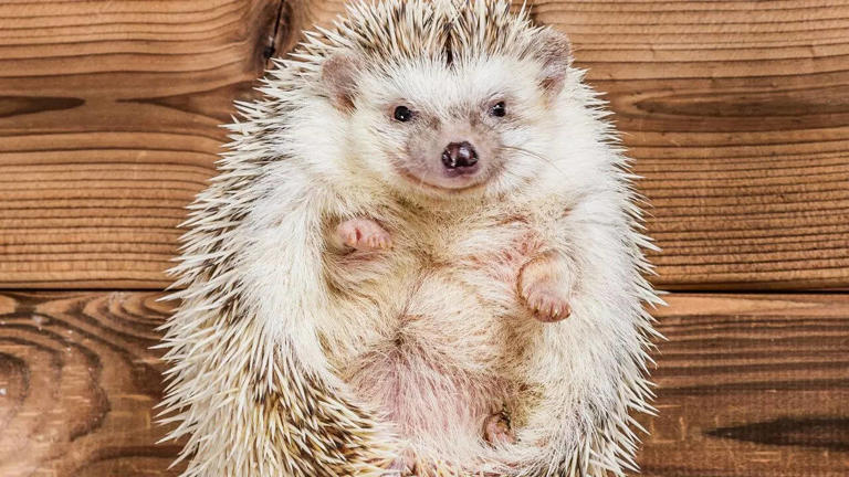 7 animals that curl into a ball for survival and defence