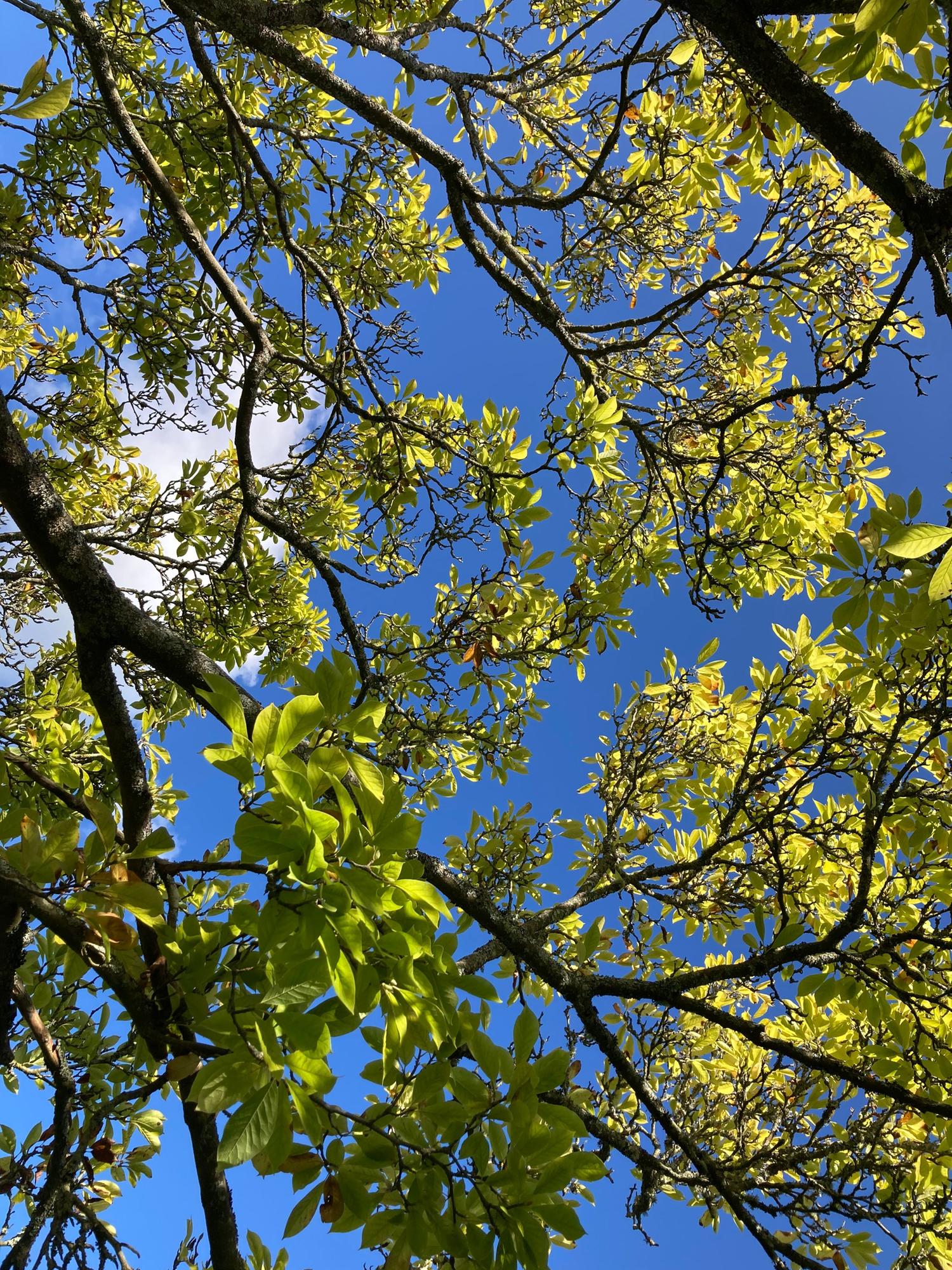 Heathfield Town News