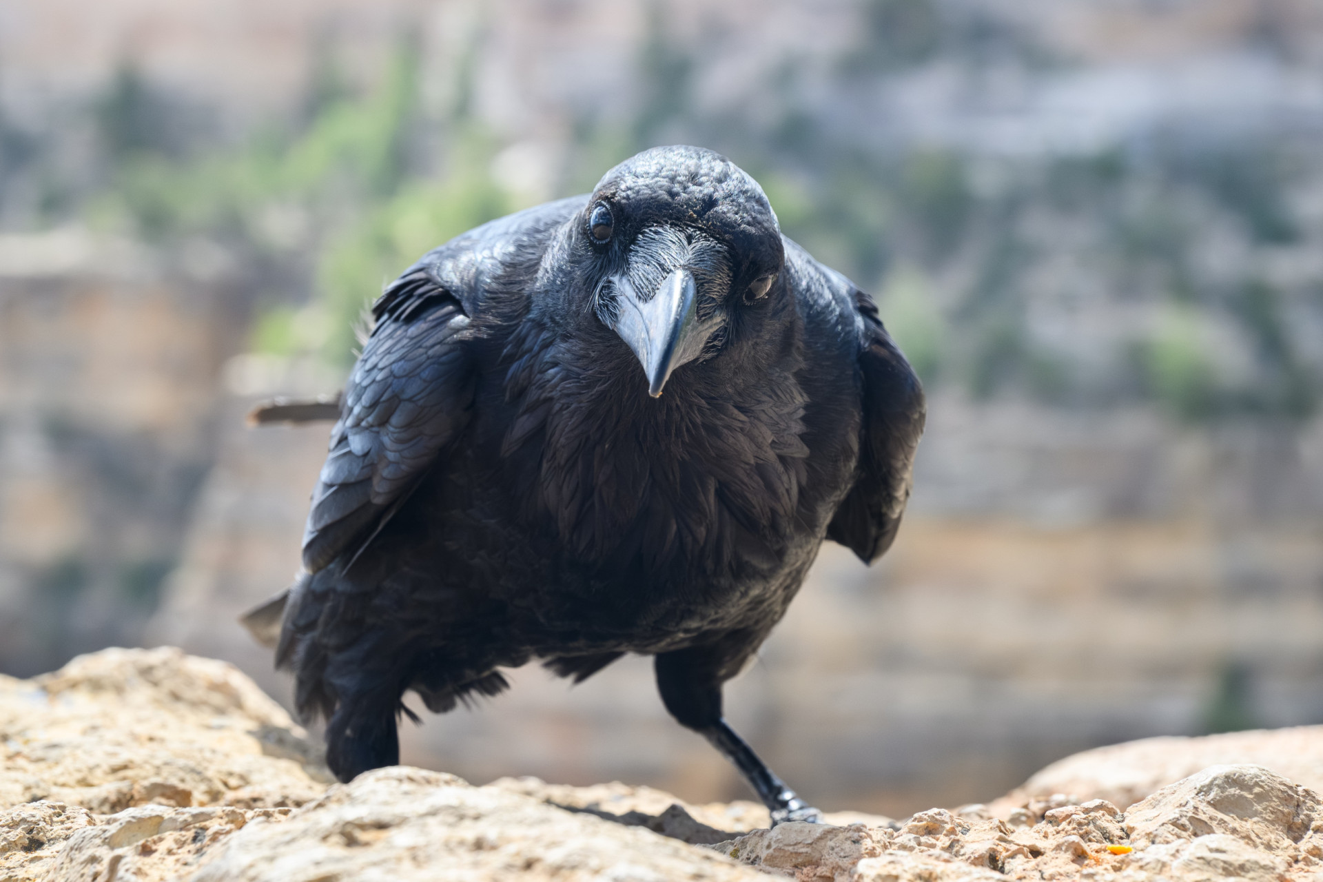 Why ravens became symbols of fear, mystery, and magic