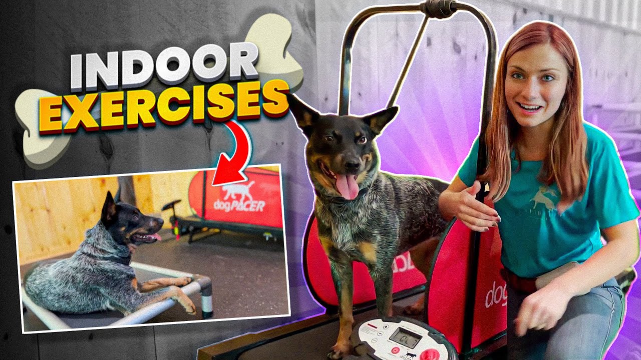 The Secret to Getting Your Dog Fit Indoors