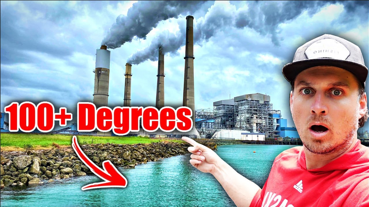 100 plus degree power plant discharge creates feeding frenzy