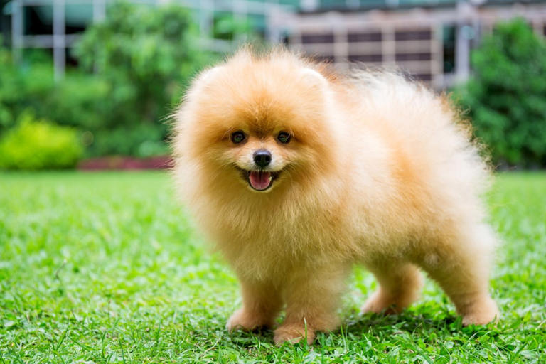 5 Spunky Dog Breeds Born to Be Your Sidekick, Experts Say