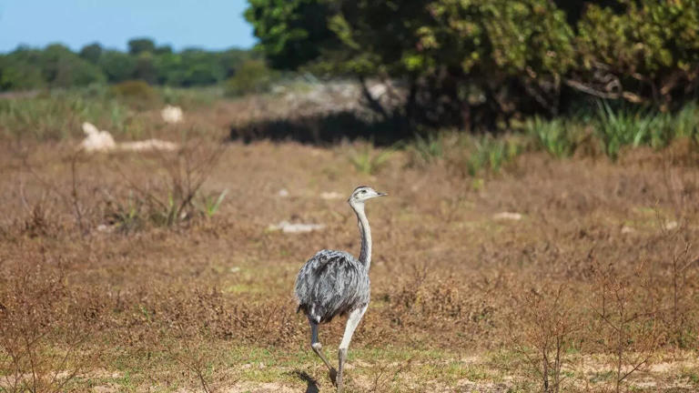 Animals that walk on two legs: 12 incredible examples of bipedal movement