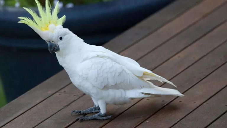 Animals that walk on two legs: 12 incredible examples of bipedal movement