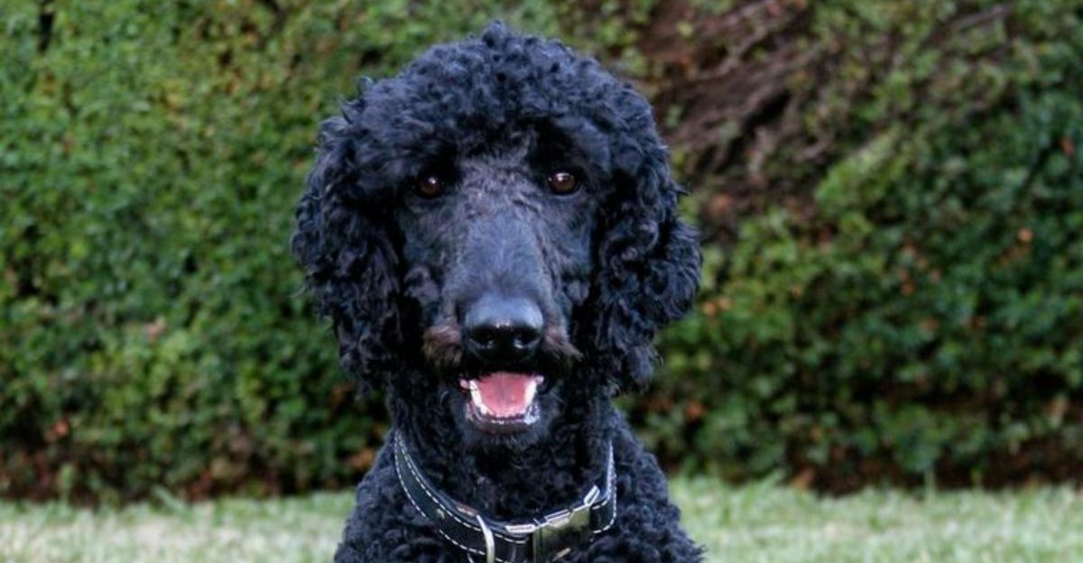 24 Dog Breeds That Demand Frequent Grooming and Daily Maintenance