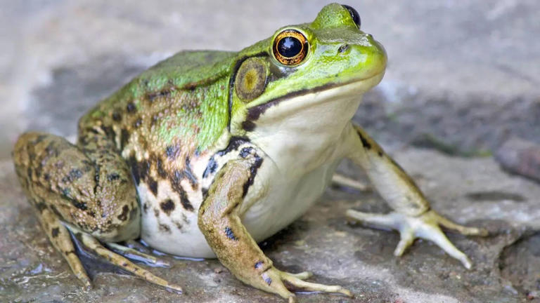 Frogs don’t need lungs to breathe! The wild truth about their skin will ...