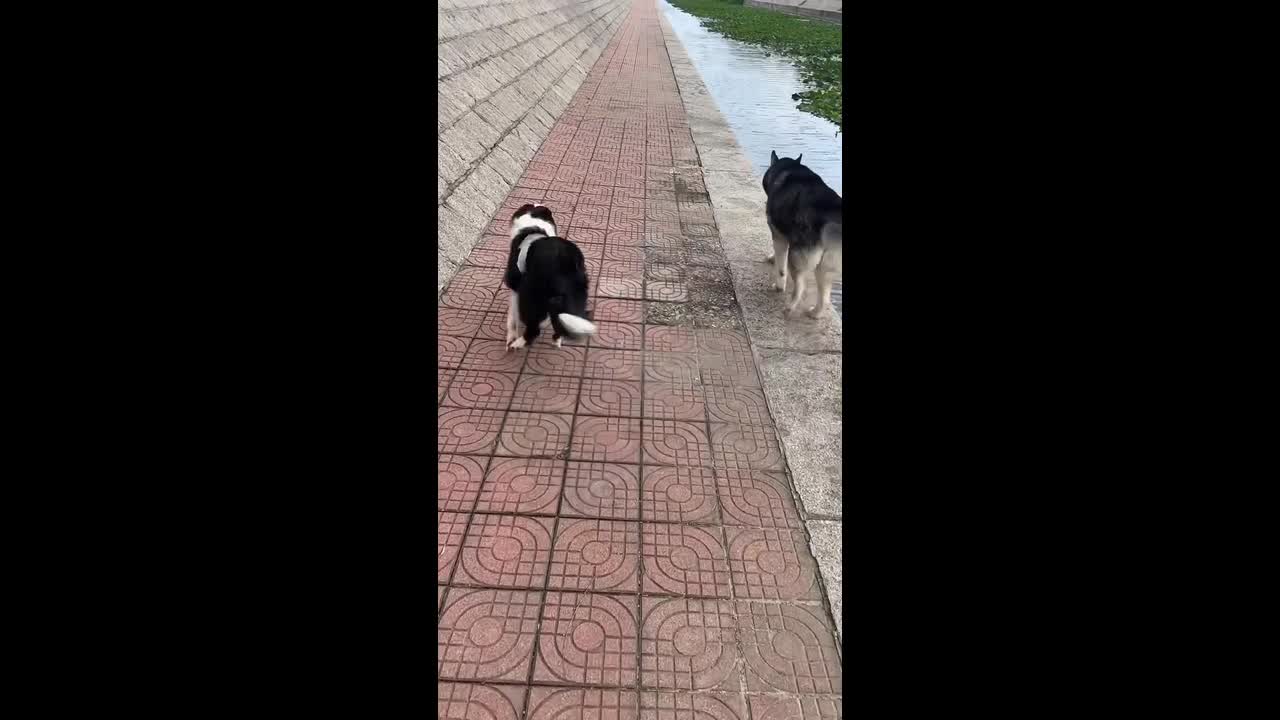 Dog accidentally slips into the river during a walk in Shandong, China