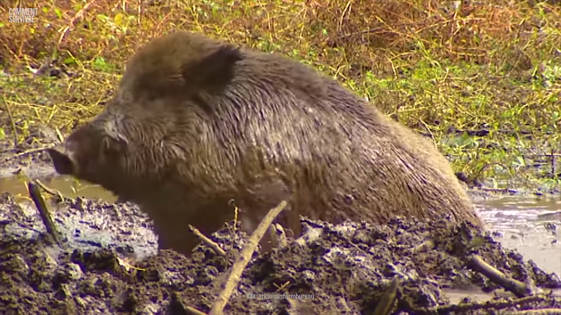 Comment survivre à une attaque de sanglier