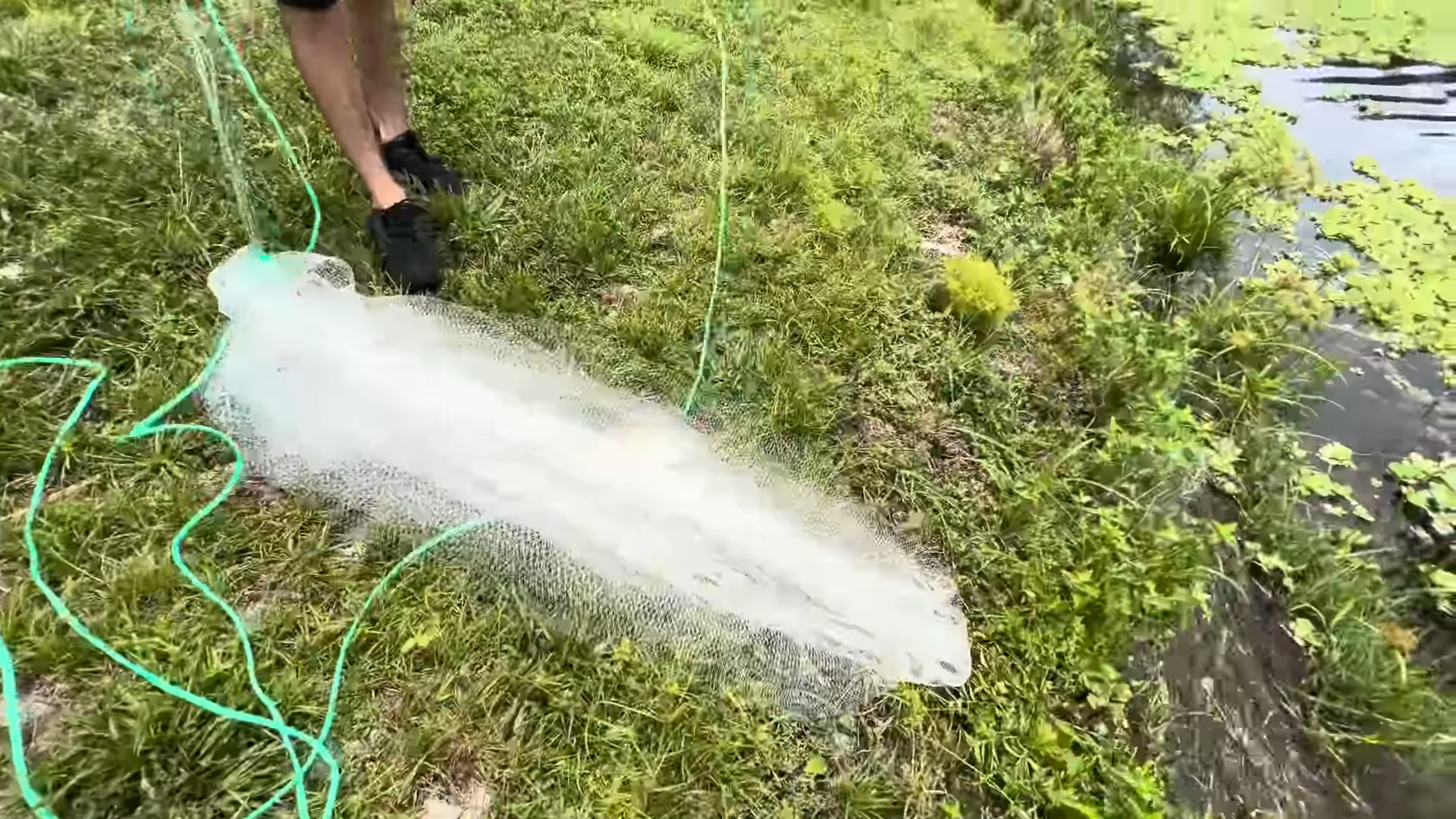 Net trap hauls in a massive backyard pond catch