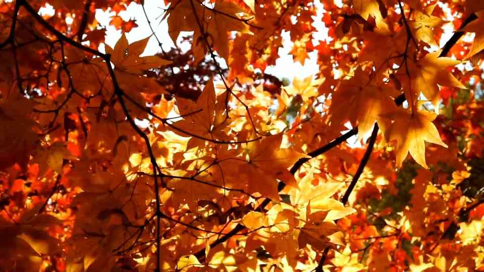 What Really Happens To Trees In Autumn