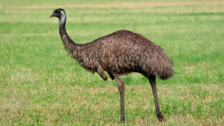 Animals that walk on two legs: 12 incredible examples of bipedal movement