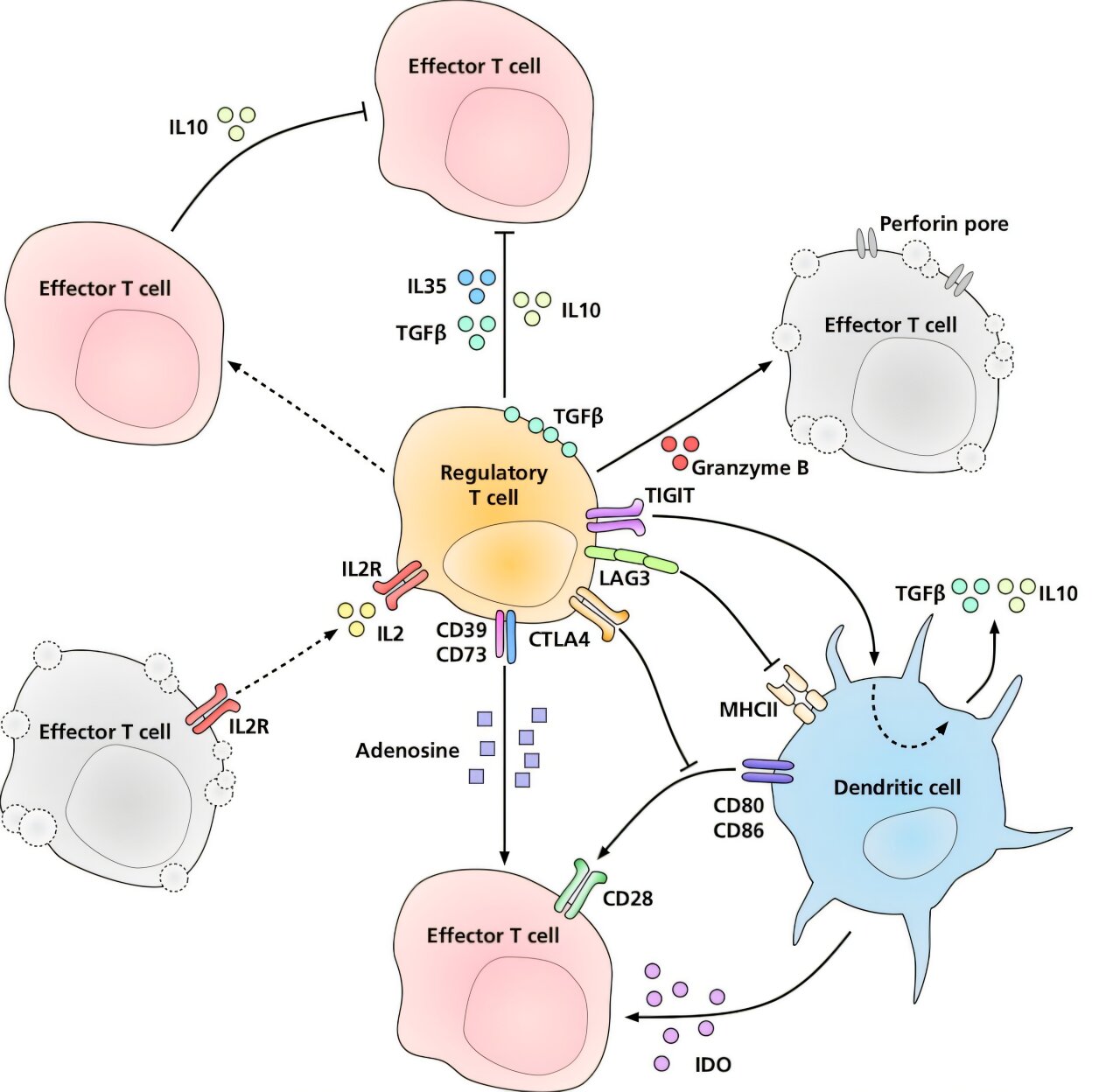 How does your immune system stay balanced? A Nobel Prize-winning answer