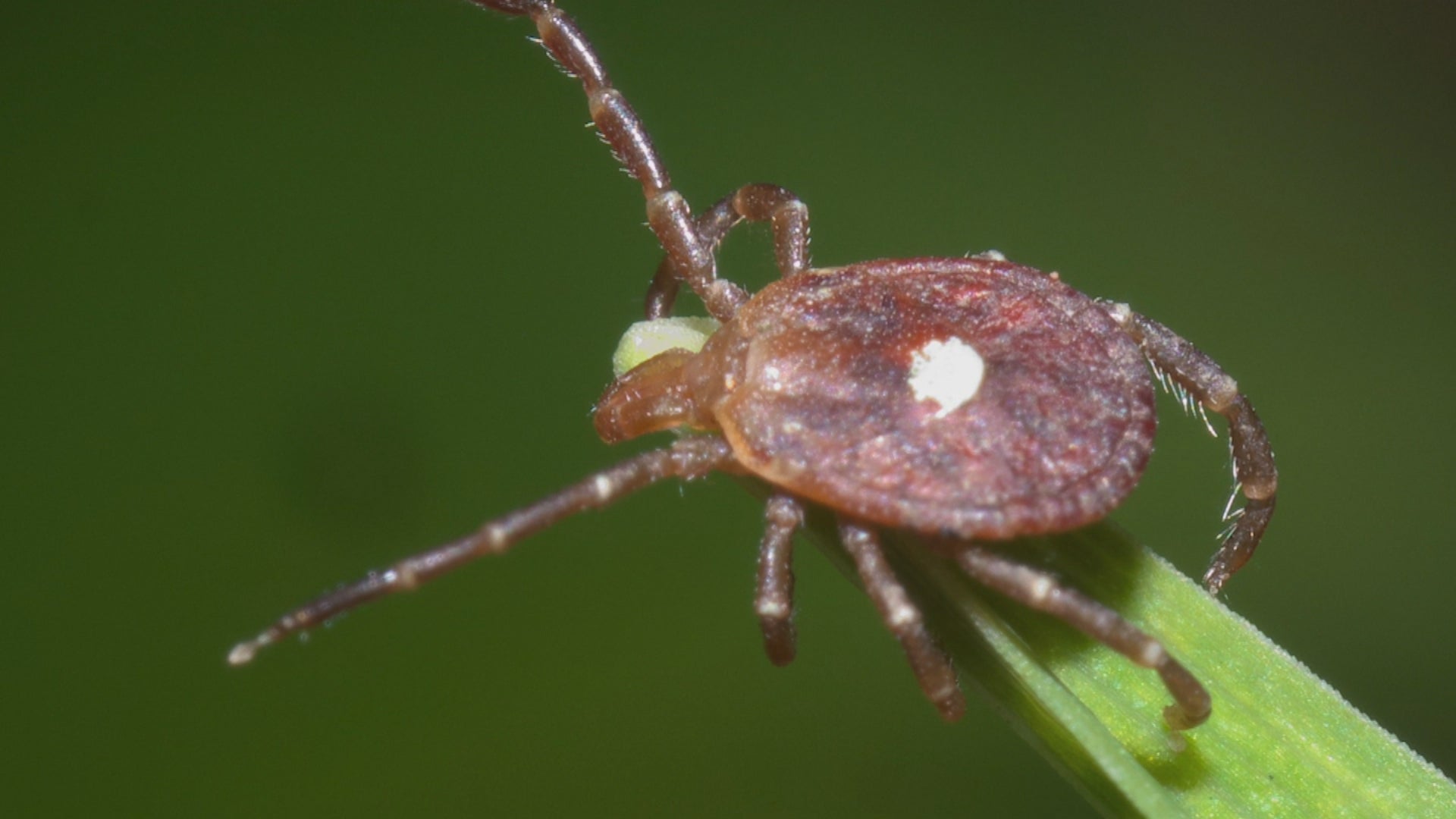 Health Spotlight | Small bite, big impact: fighting ticks