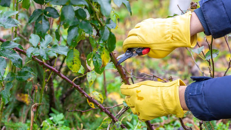Rose Pruning In Fall