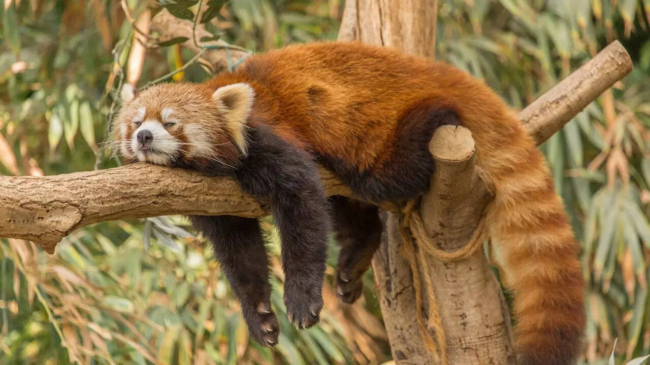 From Manta Ray to Red Panda: 6 Harmless animals in the world