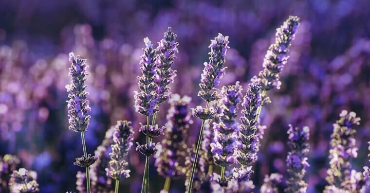 Low-Maintenance Plants That Make Yards Look Stunning