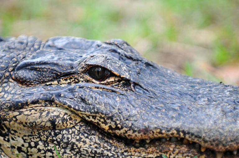 Alligator was blending in at tiki bar, FL cops say. ‘A few surprised ...