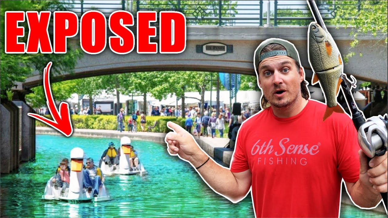 No one believed fish live in busy urban canal