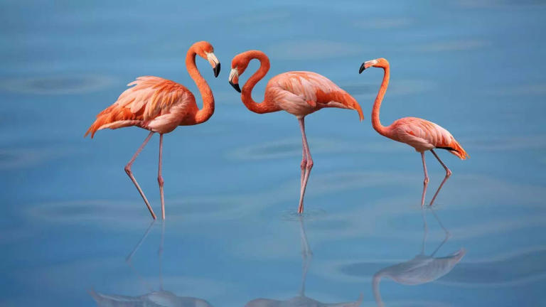 Animals that walk on two legs: 12 incredible examples of bipedal movement