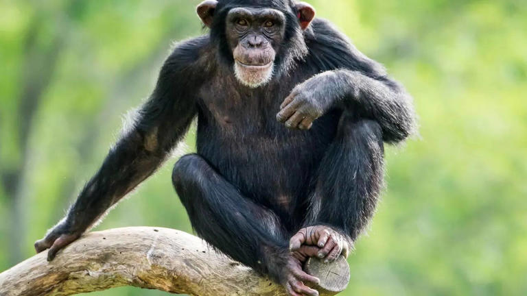 Animals that walk on two legs: 12 incredible examples of bipedal movement