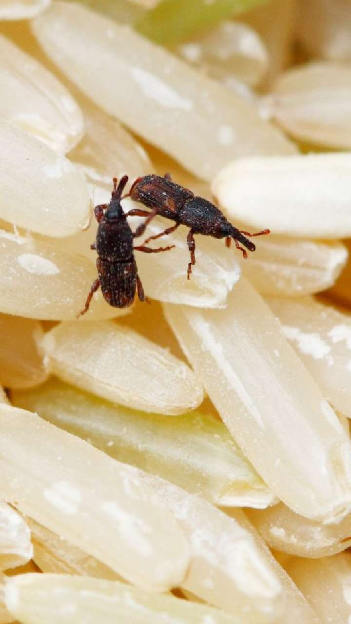 How To Remove Weevils And Small Insects From Rice?
