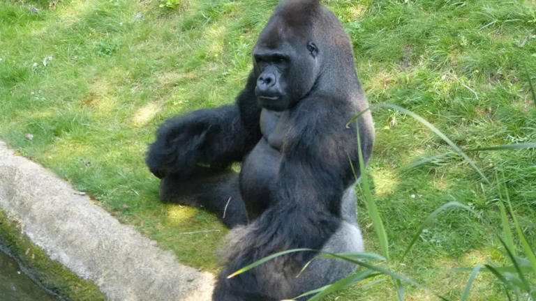 Animals that walk on two legs: 12 incredible examples of bipedal movement