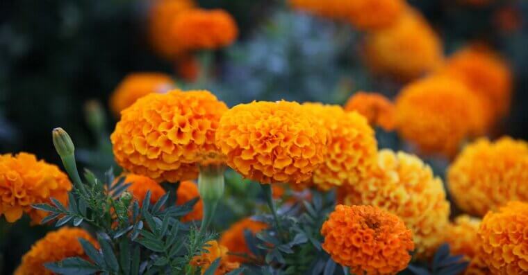 Low-Maintenance Plants That Make Yards Look Stunning