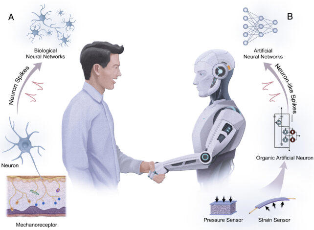 Artificial Neuron That 'Whispers' to Real Brain Cells Created in ...