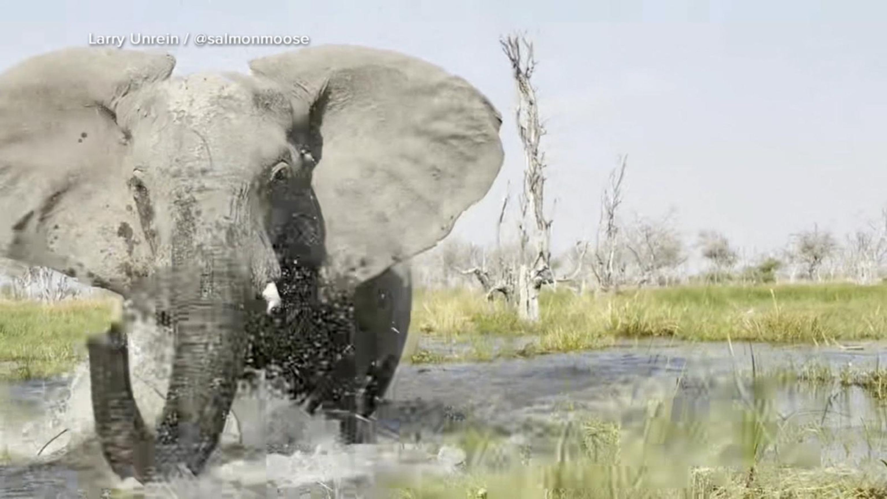 Witnesses speak out after elephant charges safari
