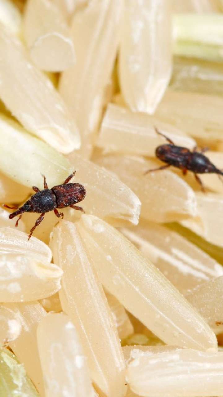 How To Remove Weevils And Small Insects From Rice?