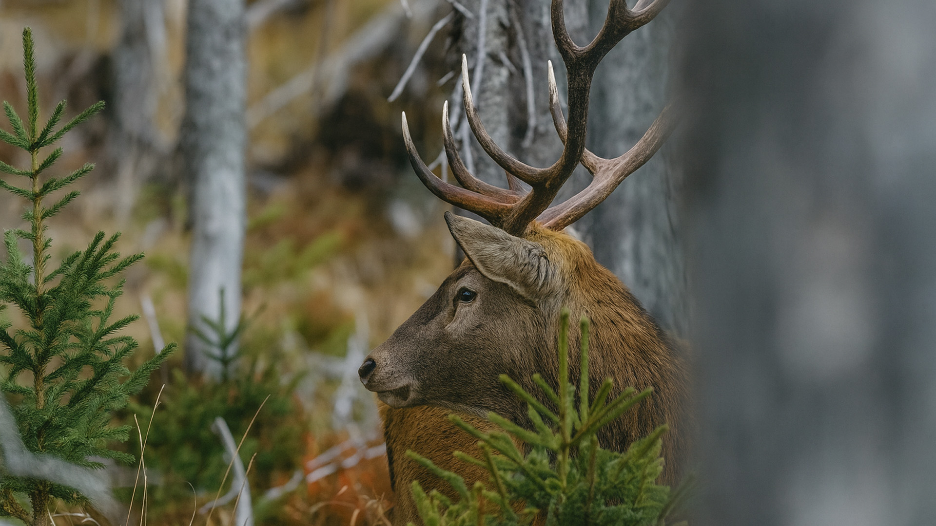 Cerf avec bois dans son habitat naturel