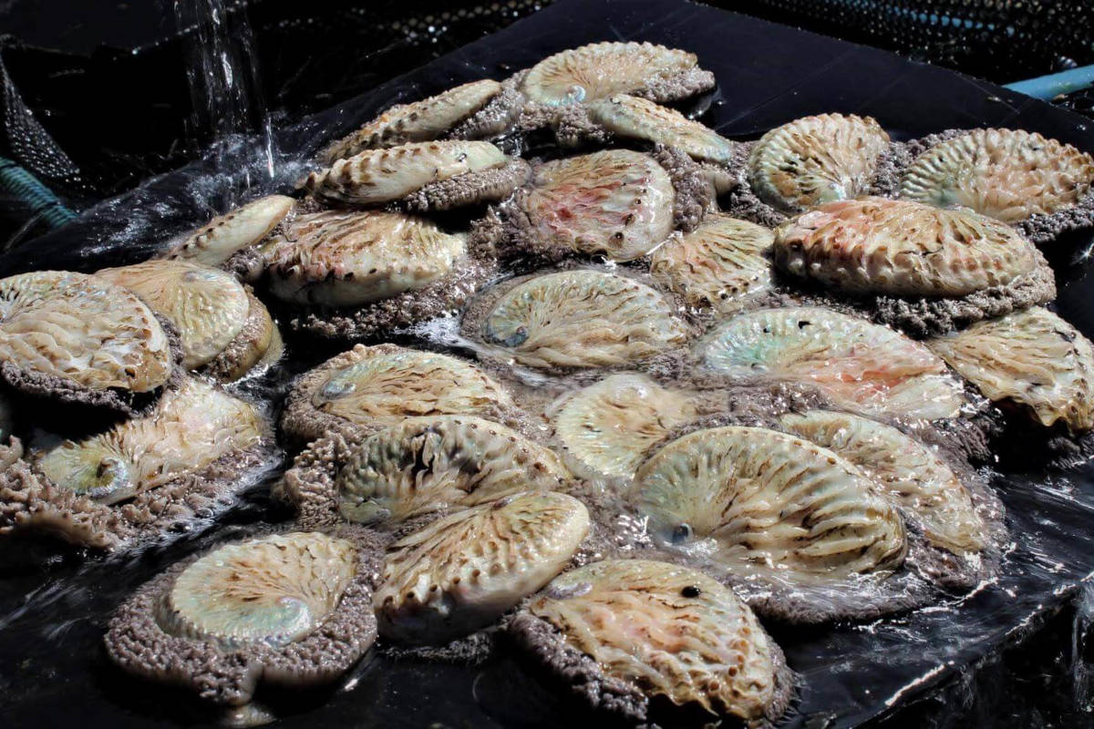 South Africa’s premium abalone coming to Europe SOON
