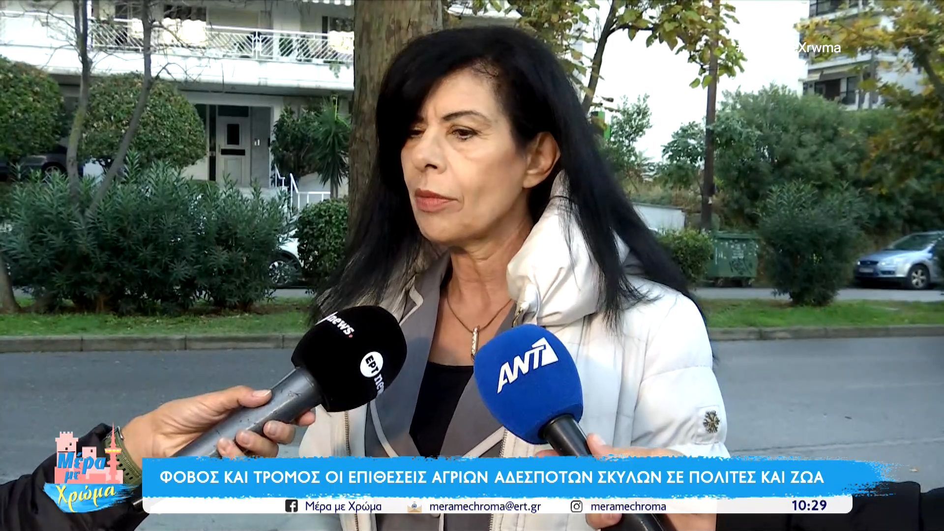 Θεσσαλονίκη: Αδέσποτα σκυλιά έχουν γίνει ο φόβος και ο τρόμος των ...