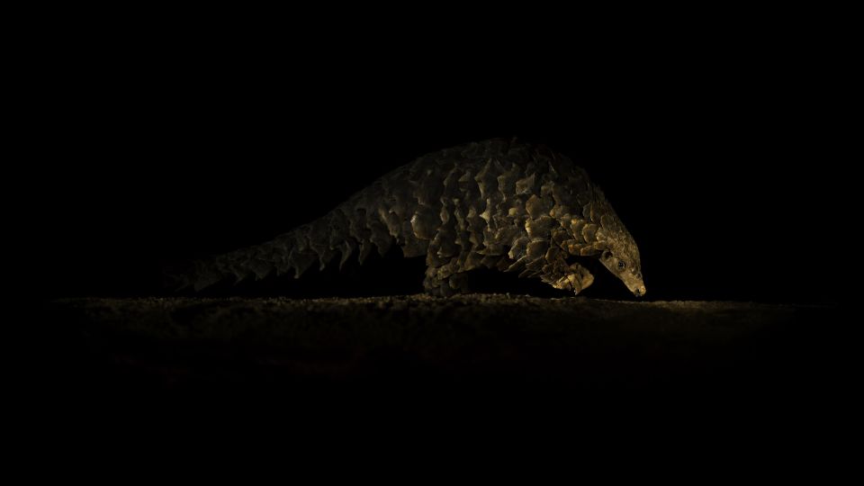 Pangolin’s plight: Photo book spotlights the world’s most trafficked mammal