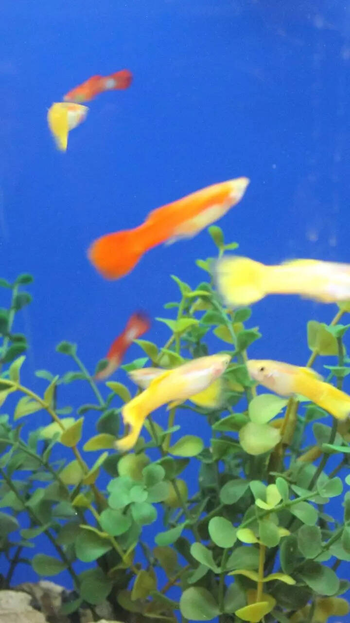 7 easy livebearing freshwater fish for beginners