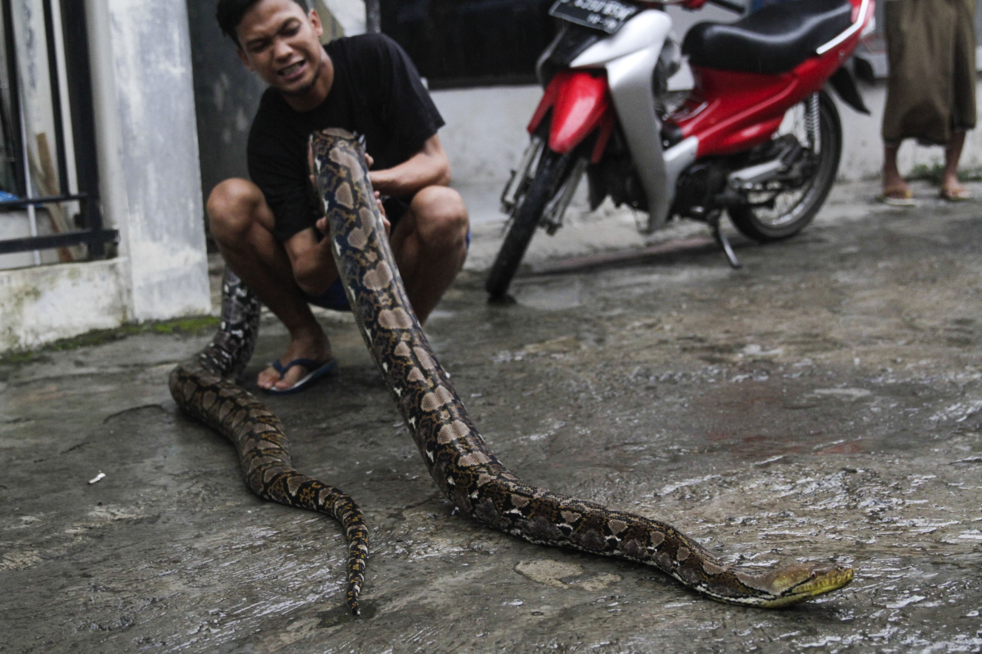 Wild animals you probably shouldn't keep as pets