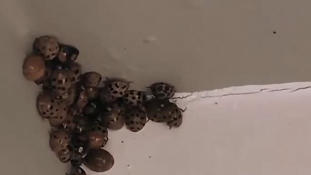 Ladybird 'swarm' invades Herefordshire homes