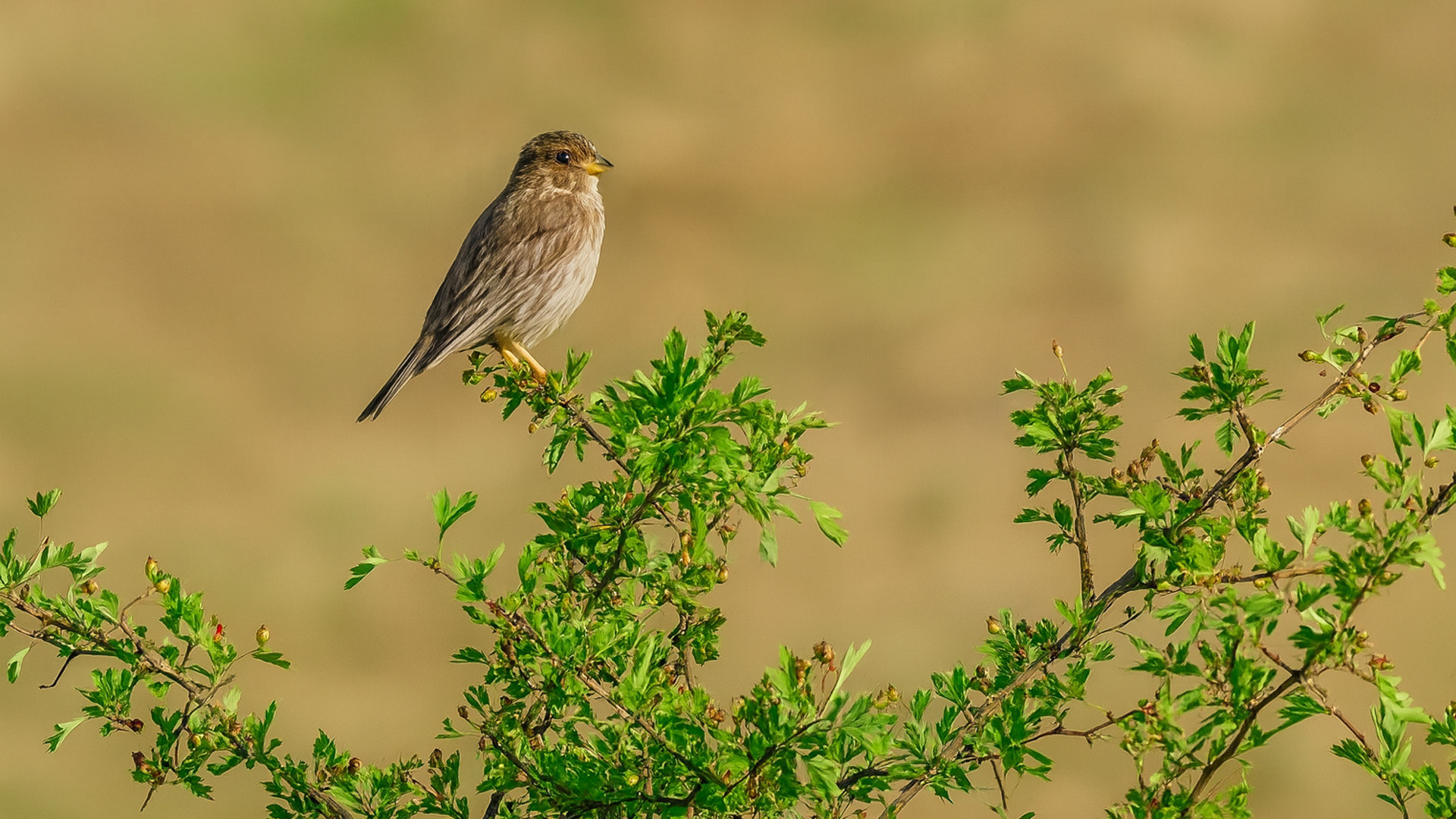 Strillozzo – uccello selvatico che canta nella natura