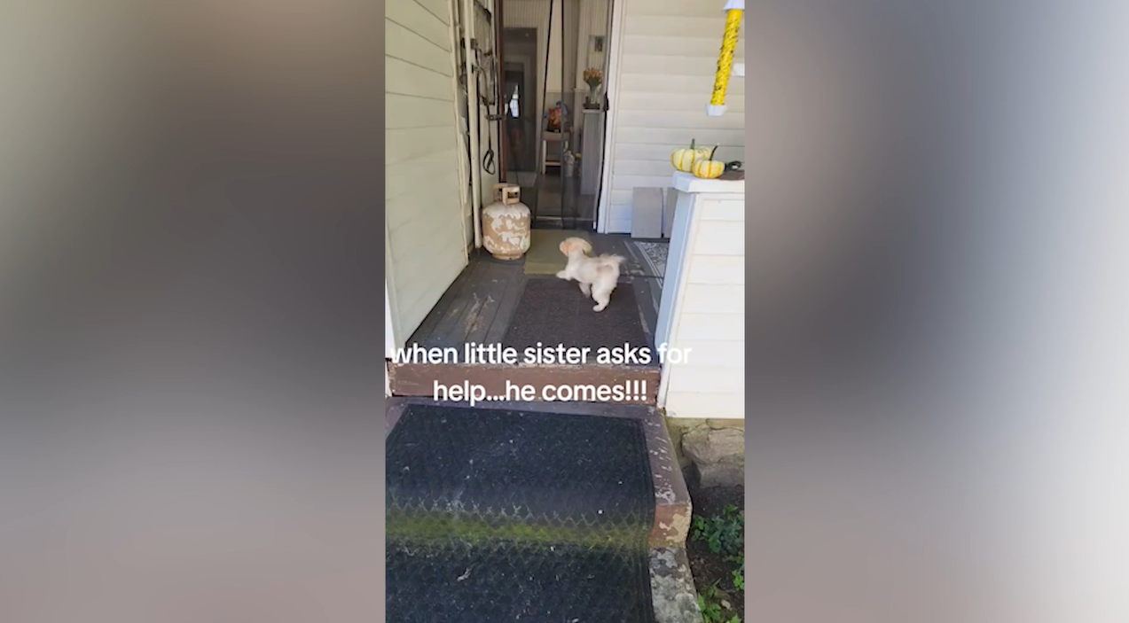 Hysterics Over Little Dog Barking At Big Dog ‘For Help’