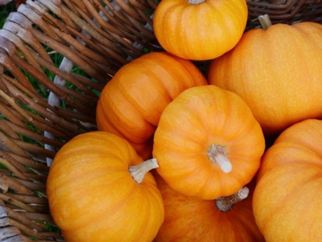 From Hokkaido to Butternut: An overview of pumpkin varieties