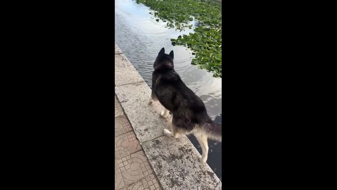 Dog accidentally slips into the river during a walk in Shandong, China