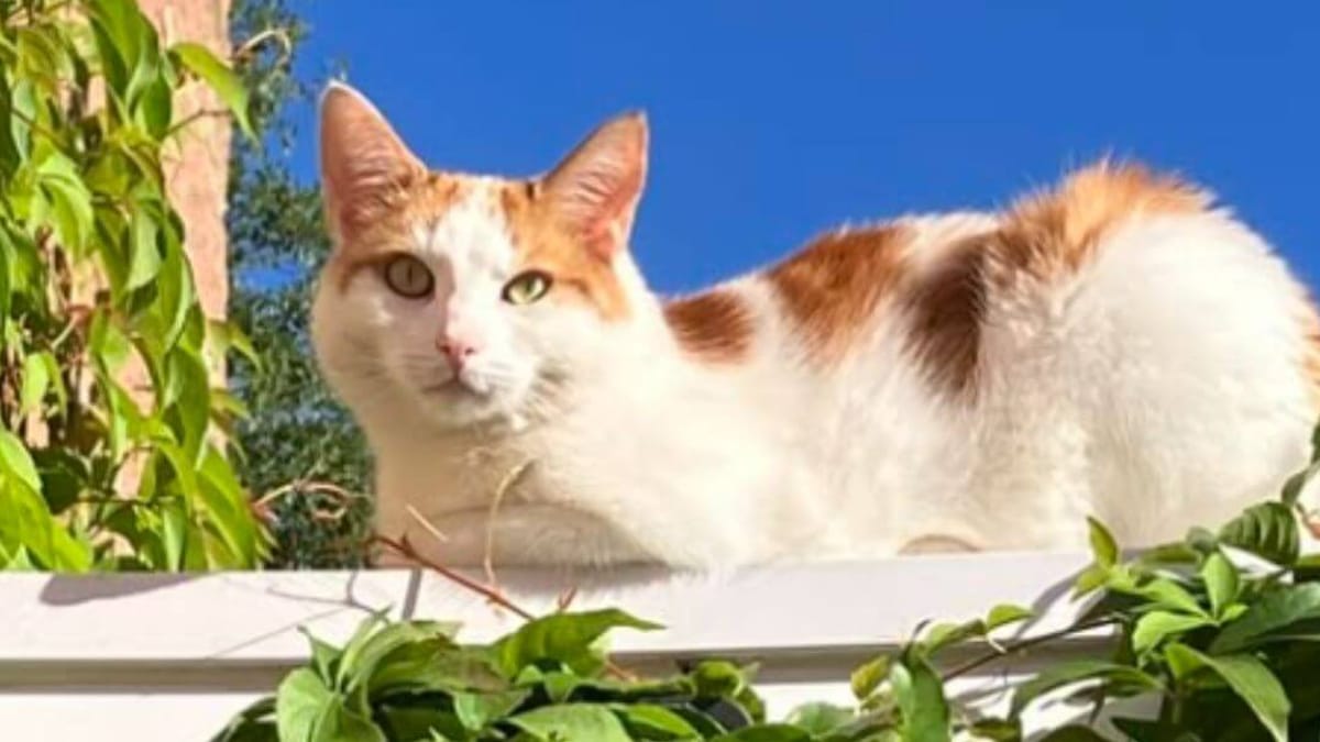 Taunton: Desperate family offers £200 reward to help bring missing cat ...