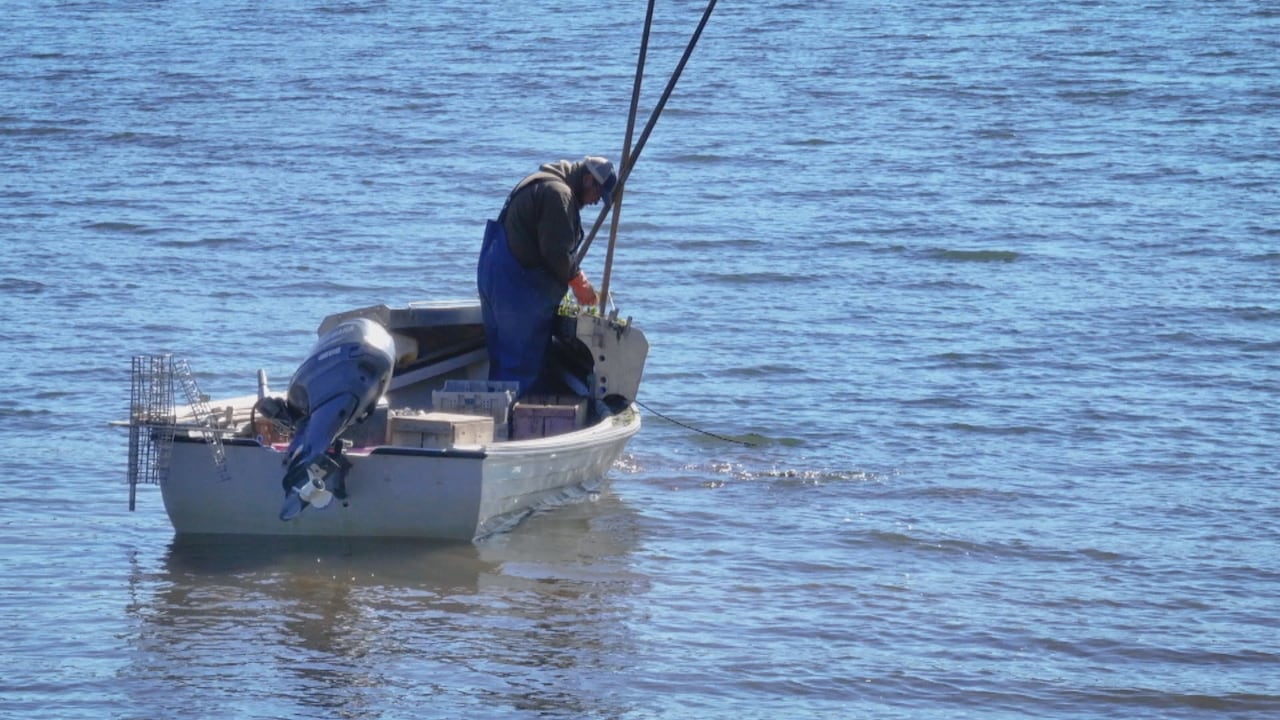 P.E.I. oyster fishers 'feeling pain' as companies stop buying because ...