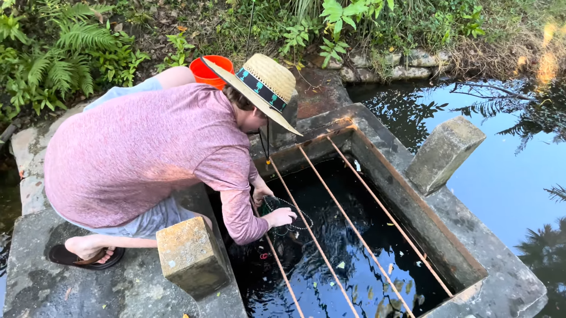 Netting rare colorful fish in a sewer canal